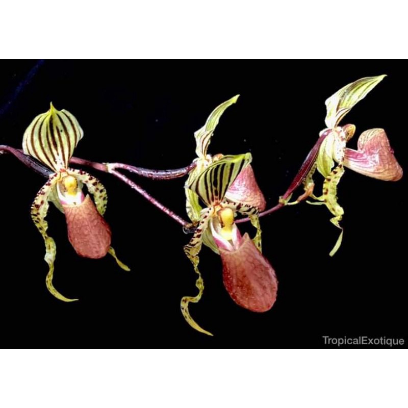 Paphiopedilum supardii ..Pokok HIDUP DALAM PASU n MATANG ️ ️ | Shopee ...