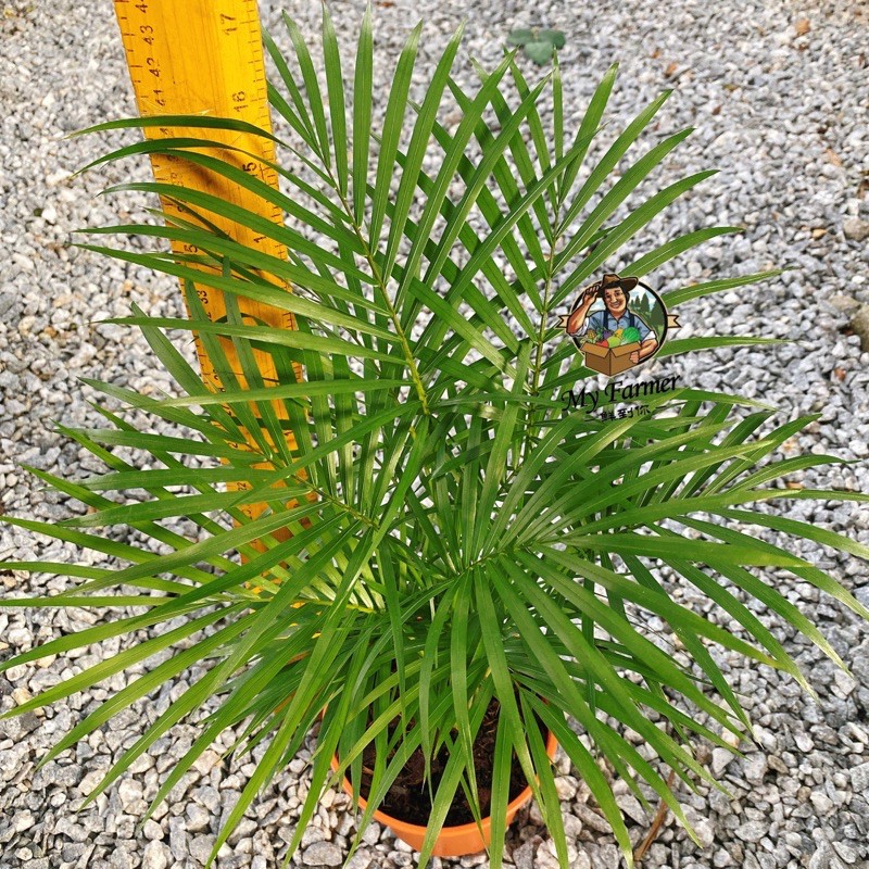 🌿Jawa Palm🌿Indoor Plant 🌴Ready Stock 🚚🚚 palm | Shopee Malaysia