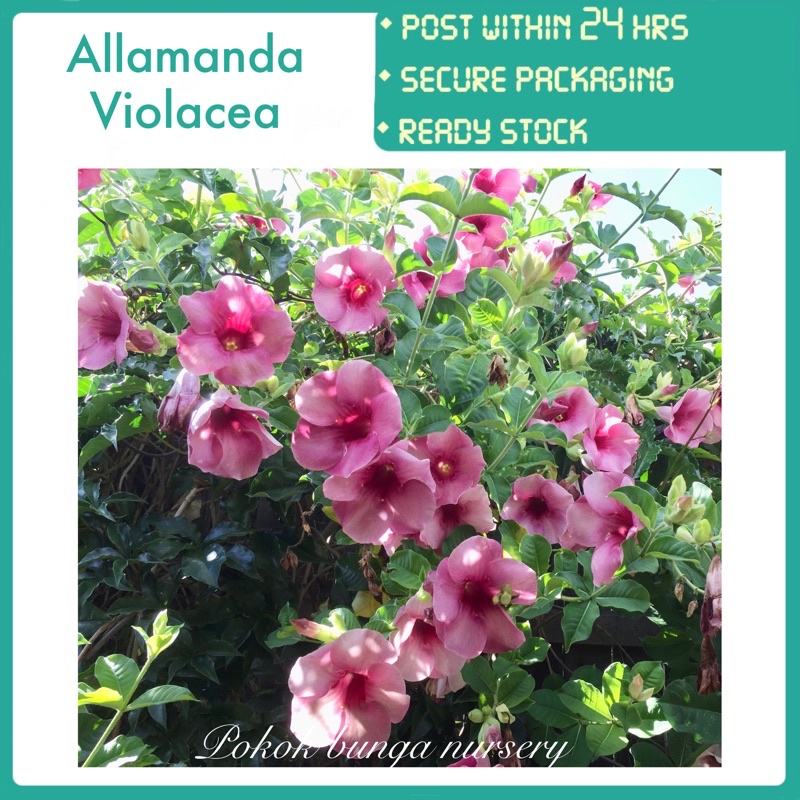 PBN - allamanda violacea - pokok bunga nursery outdoor real live plant ...