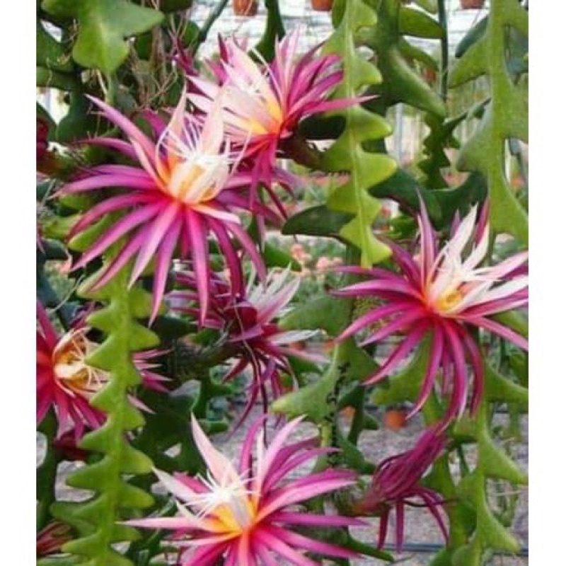 Bakawali Tulang Ikan ‘Fish Bone’ | Shopee Malaysia