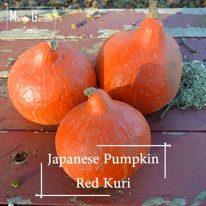 *Rare* Japanese Pumpkin Red Kuri Seeds - 10 Seed 日本金栗南瓜种子 - Mango ...