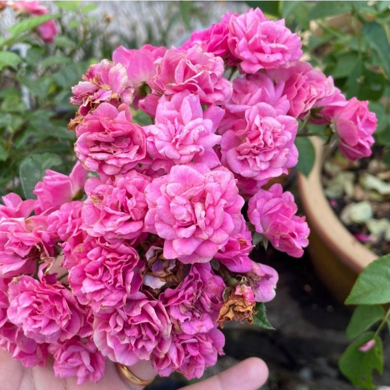 [hi, ID roses here!] POKOK BUNGA ROS BER 'ID' | Shopee Malaysia