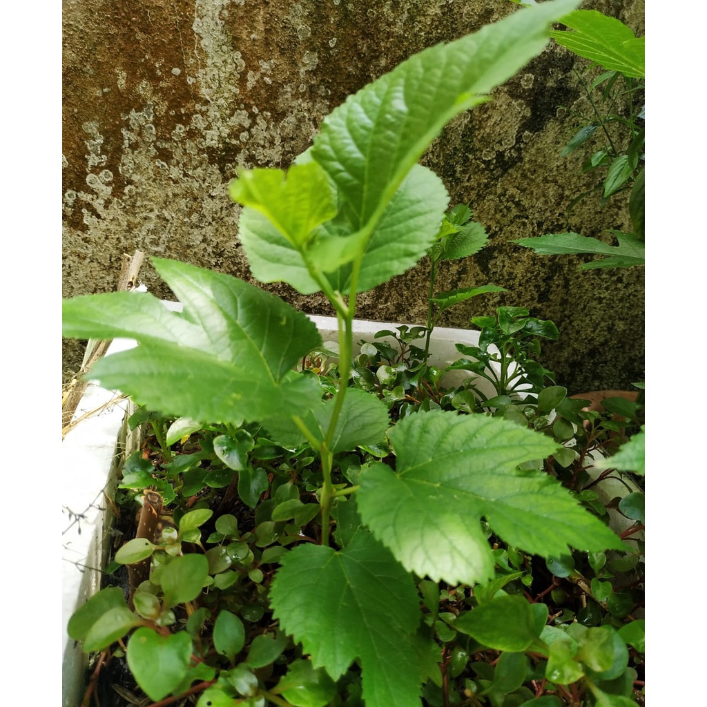 Pokok Hidup Mulberry Hybrid Live Plant | Shopee Malaysia