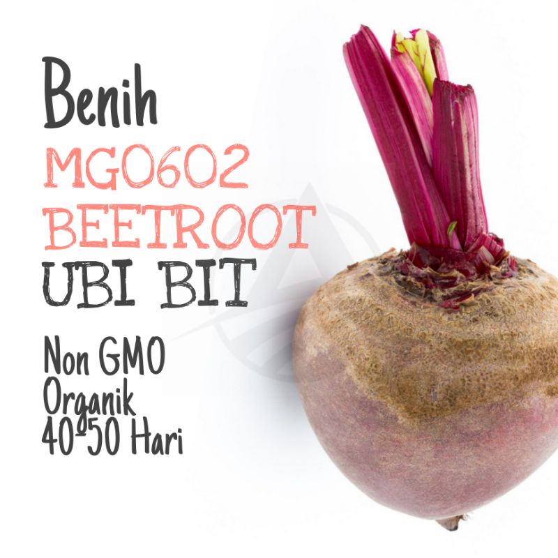 BENIH Ubi Bit | Beetroot Seeds 甜菜根籽 种子 | Shopee Malaysia