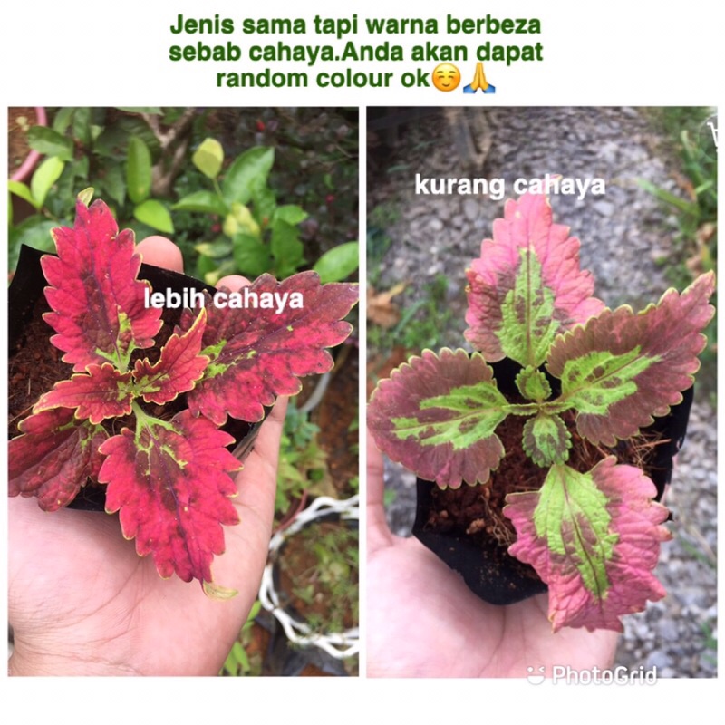🍁Anak Ati-Ati Merah Berakar Hidup - Red Coleus Herbs garden pokok daun ...