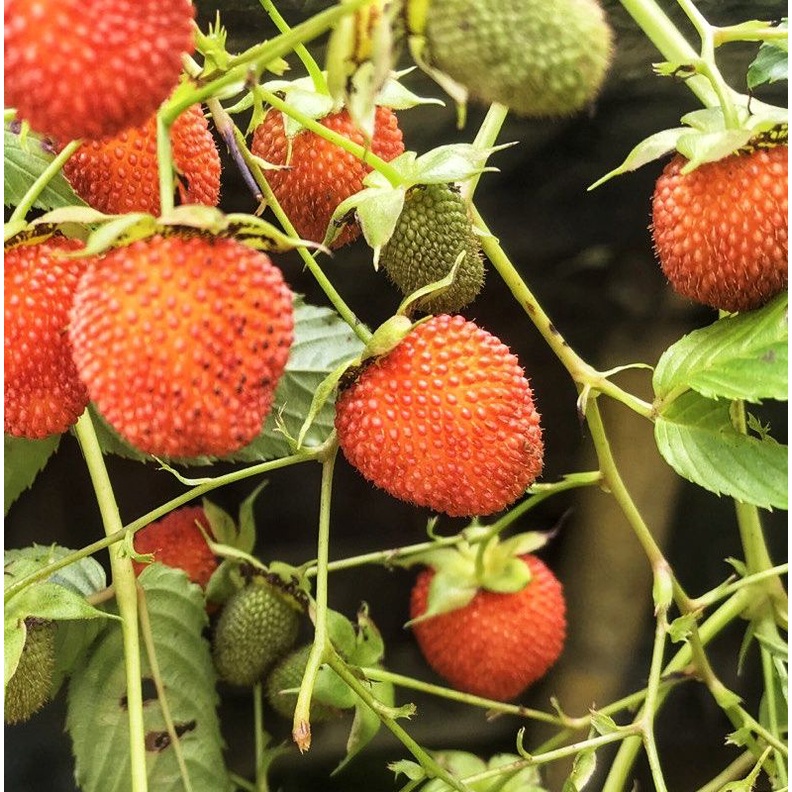 Seed 25-30pcs High germination rate 🌸 Raspberry (Rubus Rosifolius ...
