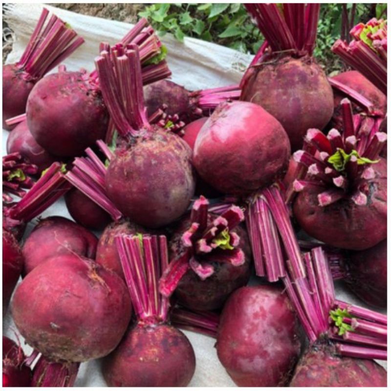 500g Beetroot(Cameron Highlands Fresh Beetroot) | Shopee Malaysia