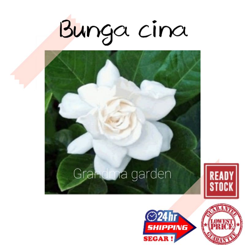 (GG real plant) bunga cina ^ pokok hidup hiasan rumah luar live outdoor ...