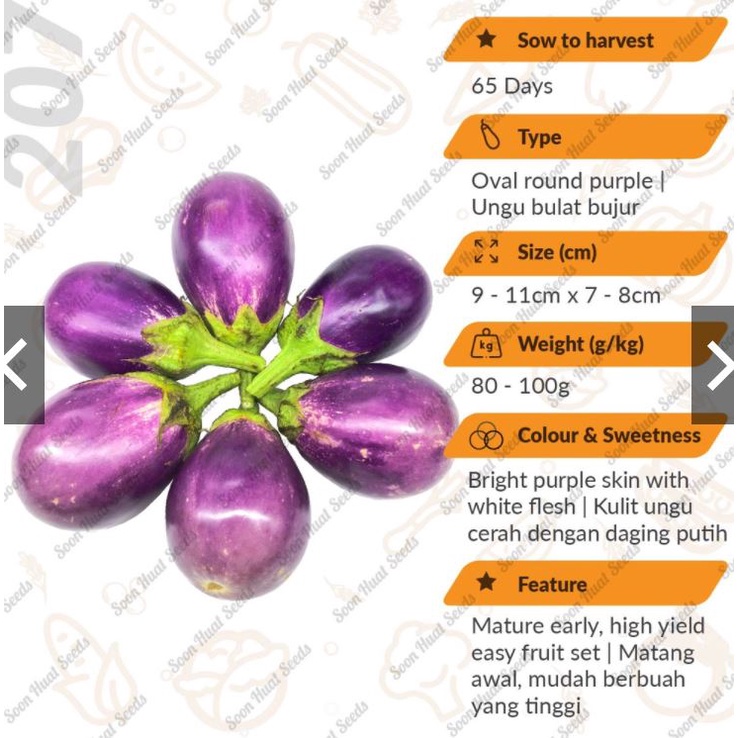 🔥🔥💥💥Benih Terung purple : Eggplant East West, Terung Kedah @ Terung ...