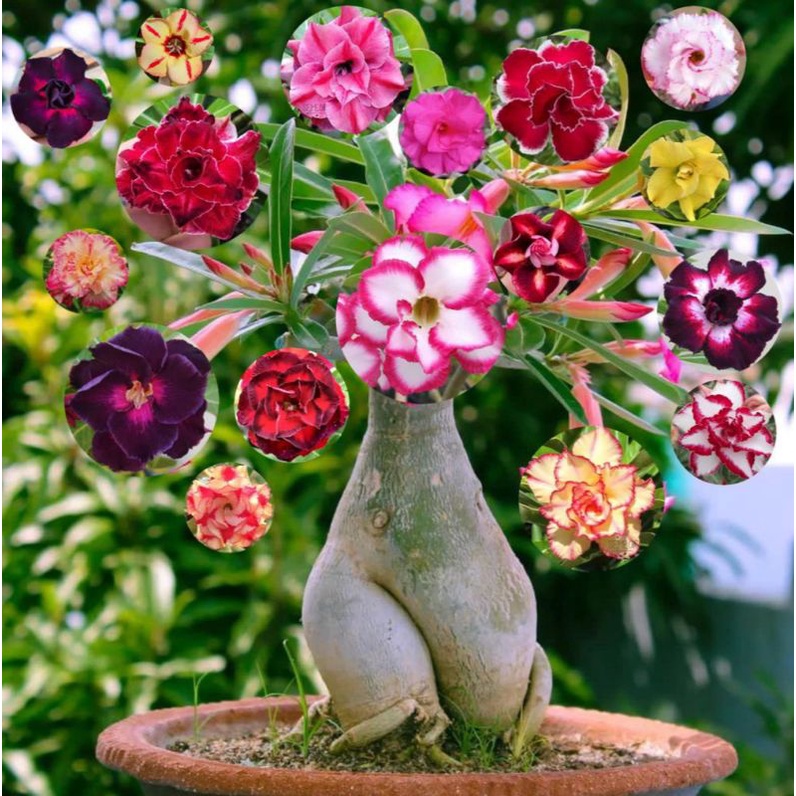 Pokok Bunga Kemboja Thai / Adenium Thai Real Live Plant | Shopee Malaysia