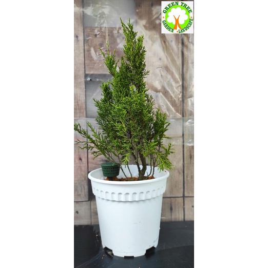 Bonsai - Taiwan Juniper 台湾真柏/圣诞树盆栽 Japanese Juniper Shimpaku Itoigawa ...