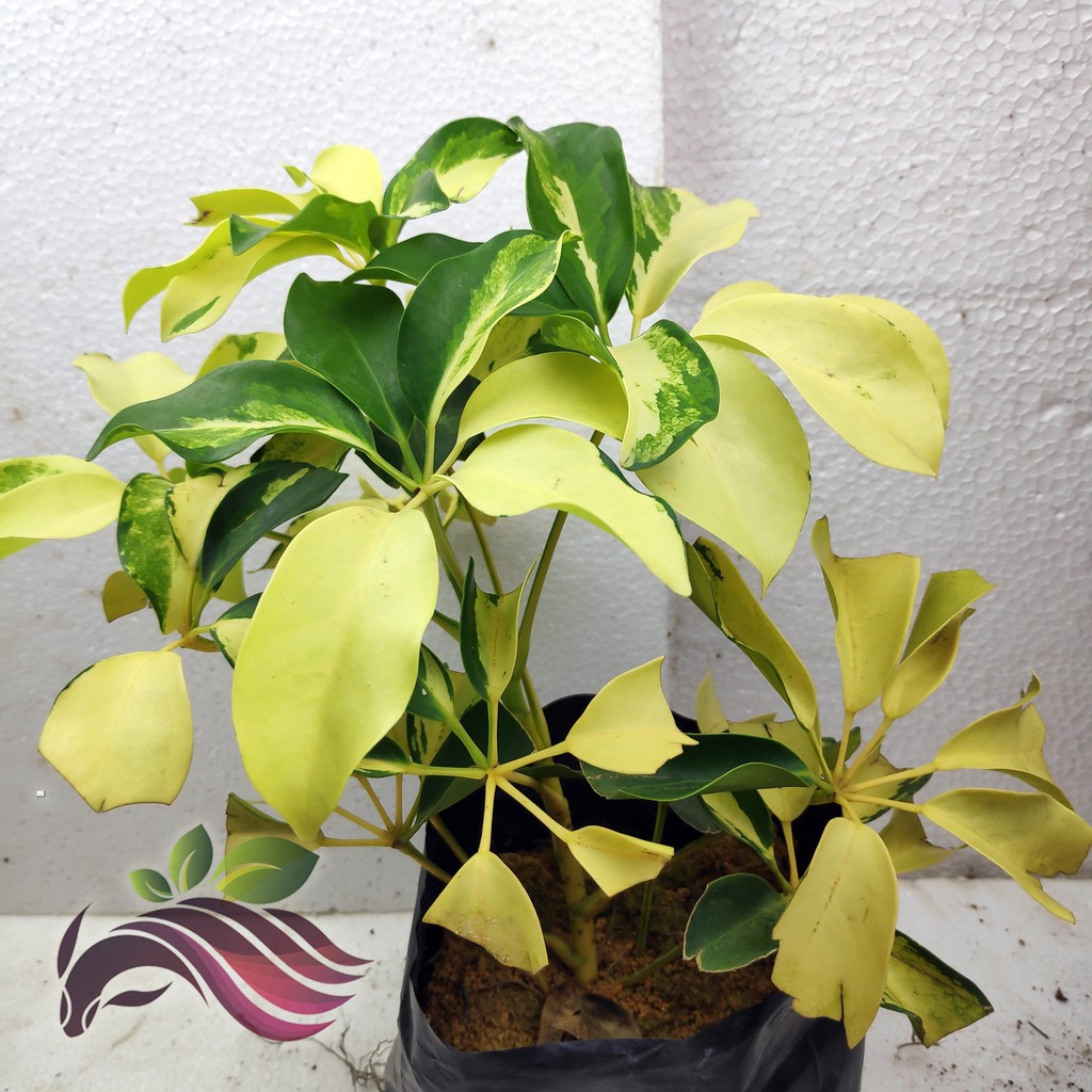 umbrella [Indoor plant] Schefflera Variegated Dwarf Umbrella Tree 鹅掌藤 ...