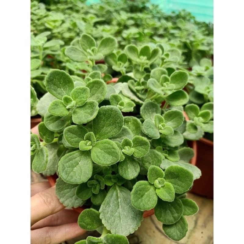 pokok origano Cuban Oregano 碰碰香 | Plectranthus Tomentosa | Real Live ...