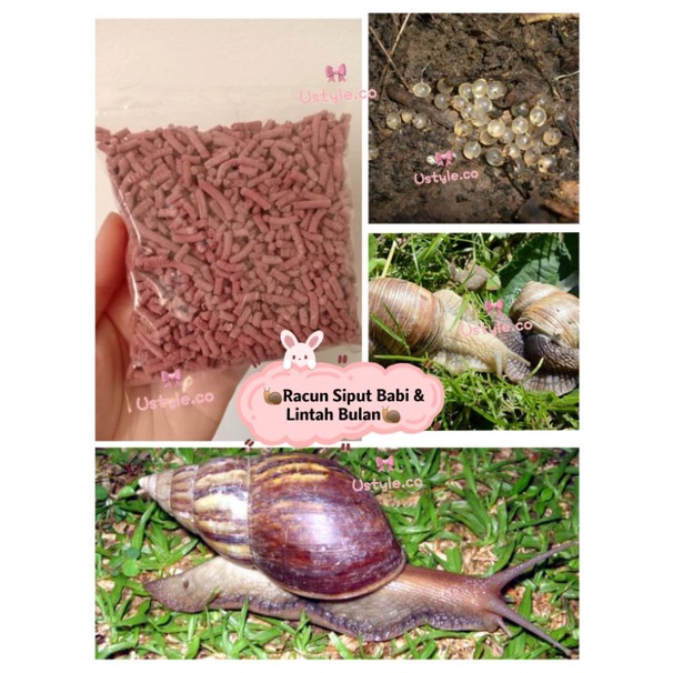 Racun Siput Babi & Lintah Bulan | Shopee Malaysia