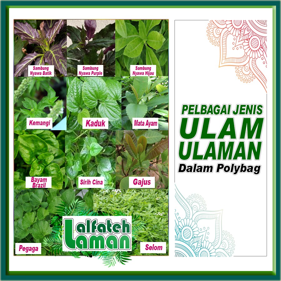 ULAM ULAMAN SAMBUNG NYAWA/MATA AYAM/GAJUS/BAYAM BRAZIL/KEMANGI/PEGAGA ...