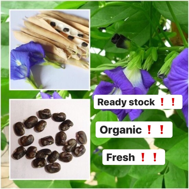 🔥SALES🔥[+ FREE🎁] Biji Benih Bunga Telang/ Blue Butterfly Pea Flower ...