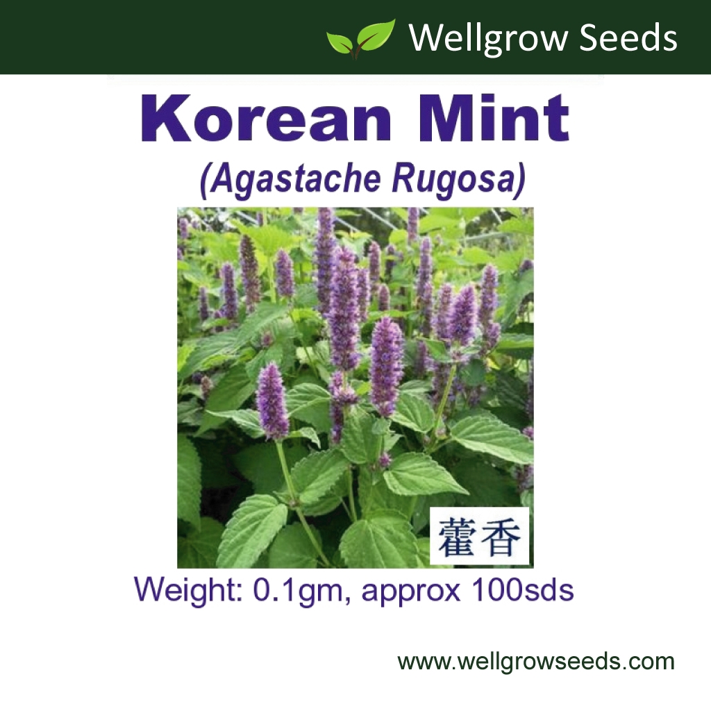 Korean Mint Seeds (0.1gm, approx 100sds) 藿香 Pudina Korea Purple Giant ...