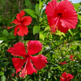 Hibiscus Plant 𝐁𝐮𝐧𝐠𝐚 𝐑𝐚𝐲𝐚 Pest Control Racun Serangga (Spider Mites ...