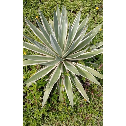 Anak Pokok Bunga Agave Angustifolia (Tanpa Pasu) | Shopee Malaysia