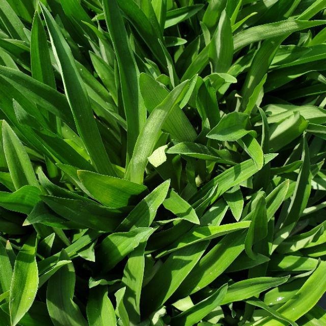 TERLARIS!!! 300gram Rumput Beijing @ Siti Khadijah siap ada yang ...