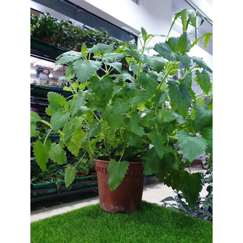 Pokok Hidup Catnip (Nepeta cataria) 猫草 | Shopee Malaysia
