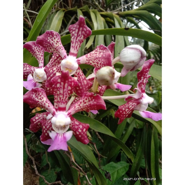 Anak Pokok Orchid - Bunga Bau Wangi(Jenis Rajin Berbunga) PASU | Shopee ...
