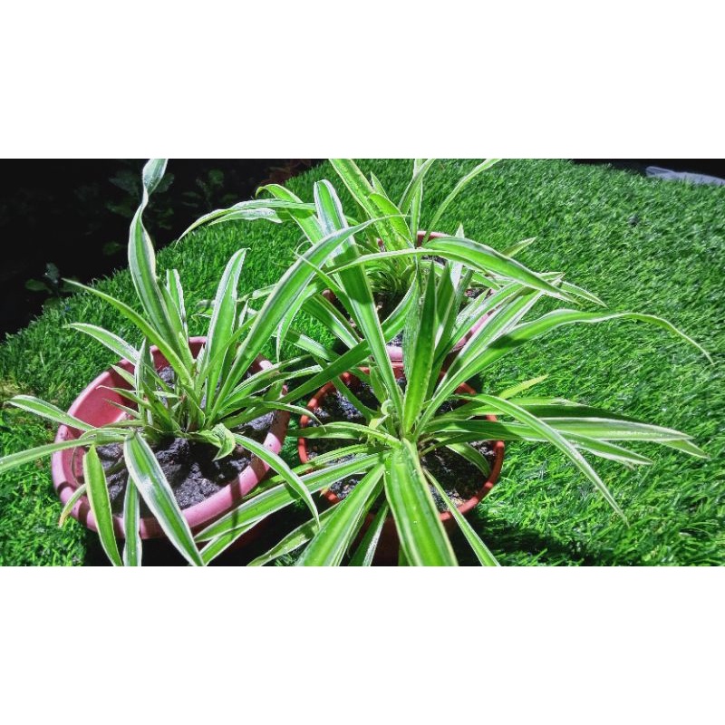 (ZAHRAH NURSERI ) BUNGA LILI PARIS. | Shopee Malaysia
