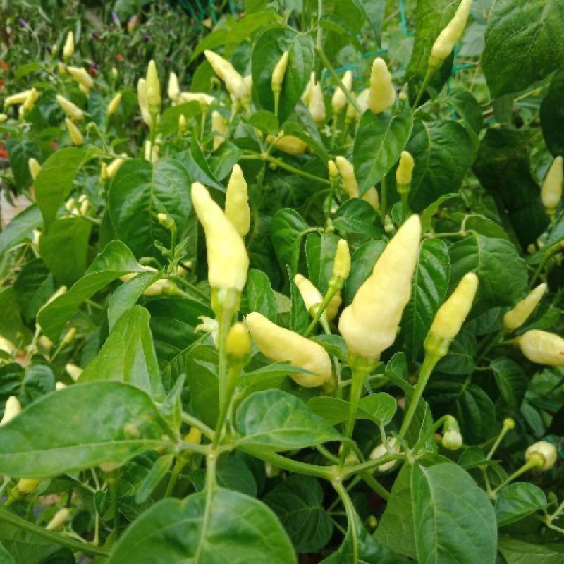 10pcs seeds CILi padi putih pedas cili padi Siam putih | Shopee Malaysia