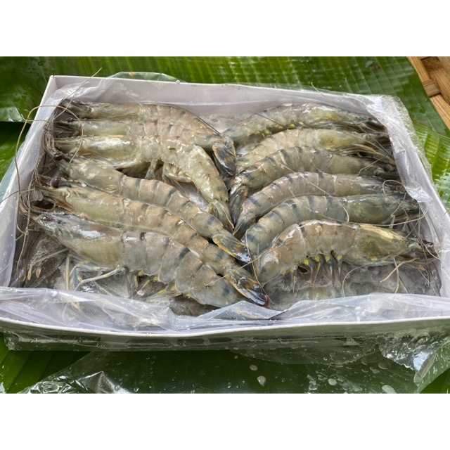 Cultured Tiger Prawn / Black Tiger Prawn / Udang Harimau | Shopee Malaysia