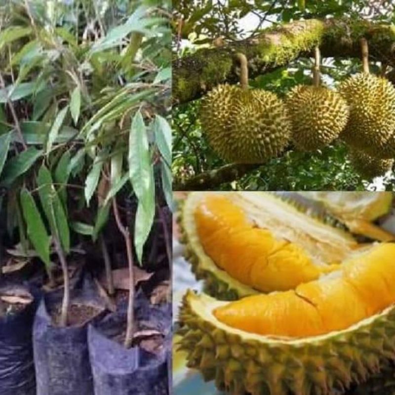 Durian Musang King Original/Raja Kunyit D197,(1-1.5kaki Anak pokok ...
