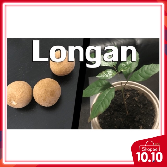 6pcs Seeds LONGAN HIBRID isi tebal | Shopee Malaysia
