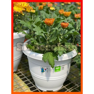 PASU PROMOTION @ Baba EG Series Flower Pot *EG-260 & EG-310* (WHITE ...