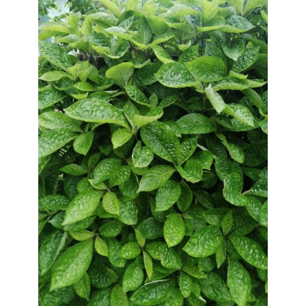 Daun Pecah Kaca @ Pecah Beling Segar Organik (50gram RM6 shj) | Shopee ...