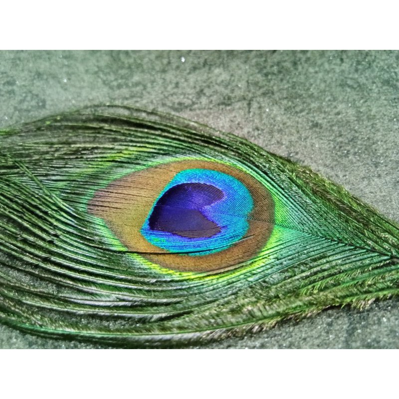 getah rambut Natural Peacock Feathers 13cm | Shopee Malaysia