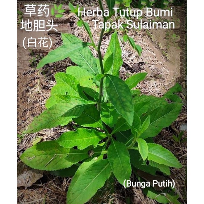 Pokok Tutup Bumi（bunga putih)/Tapak Liman (Elephantopus Scaber) 白花地胆头/土 ...