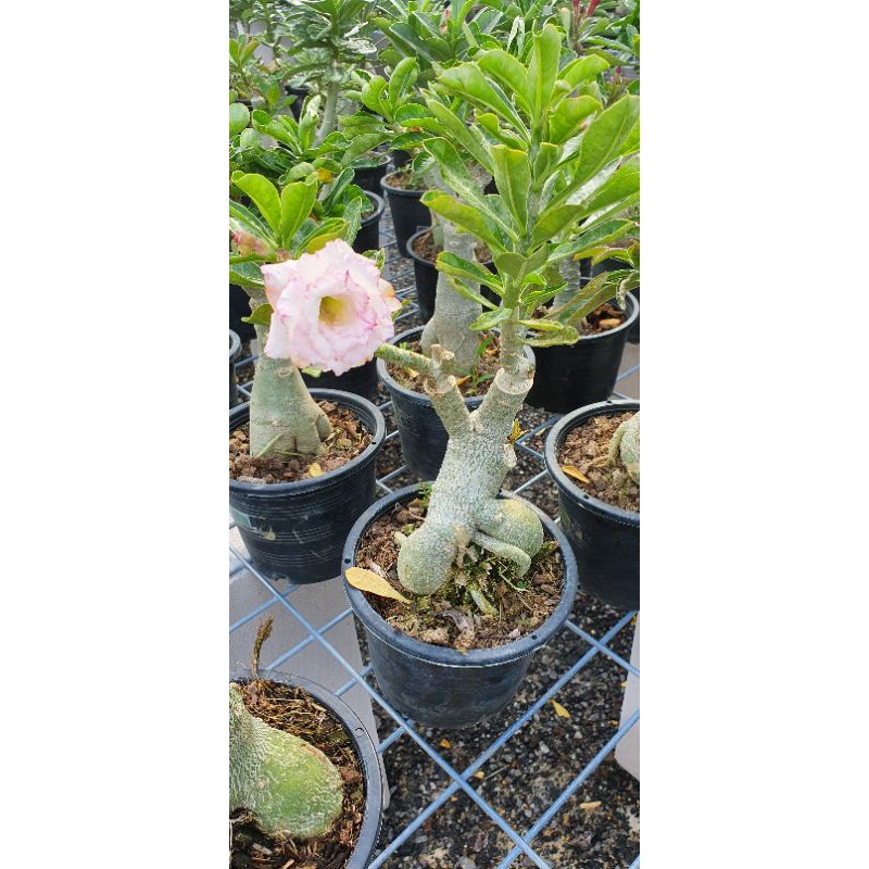 Adenium Thailand real Live Plant ( Random Colour ) | Shopee Malaysia