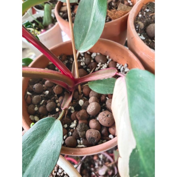 Leca Ball 5 liter (Lightweight expanded clay aggregate) | Shopee Malaysia