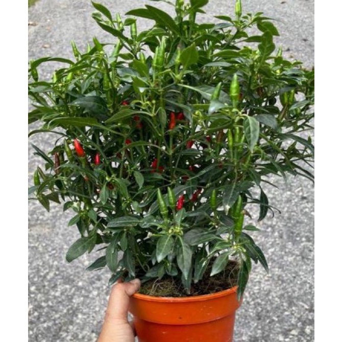 POKOK CILI PADI cili api live plant chilis | Shopee Malaysia