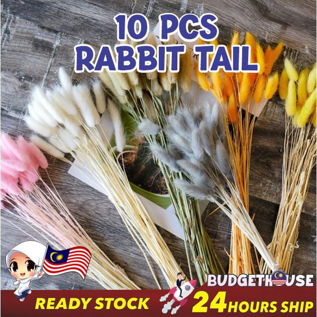 10 pcs Colour Rabbit Tail Bunny Tails Timothy Dried Dry Preserved ...