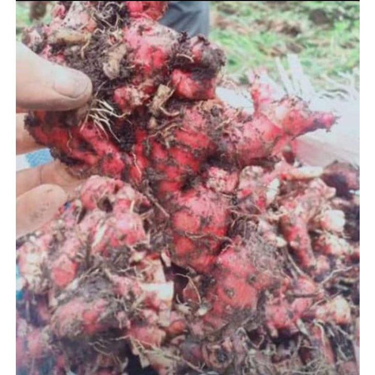 Halia merah bara 500 gram | Shopee Malaysia