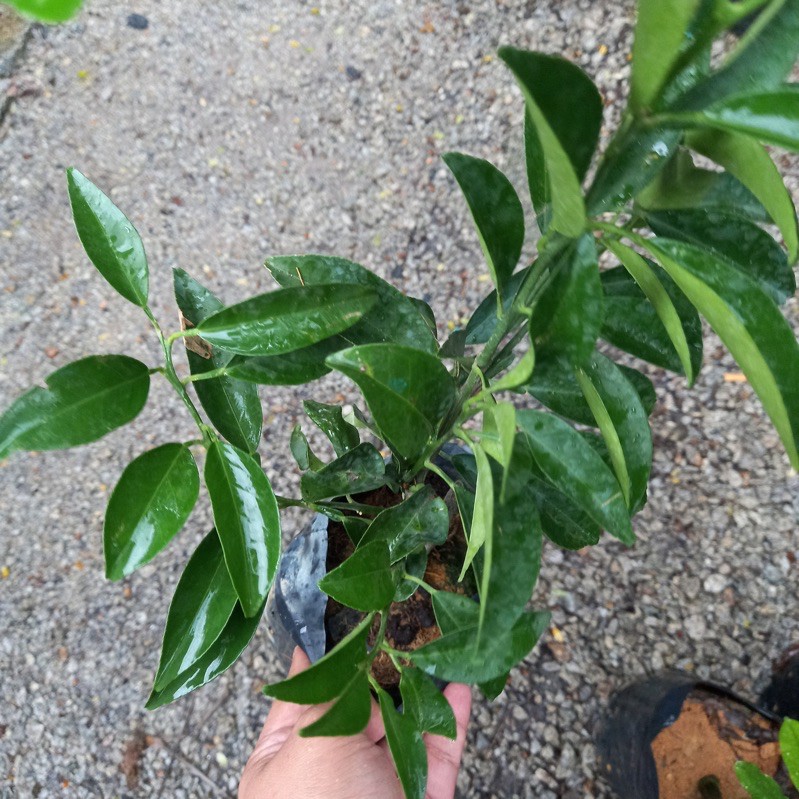 Anak Pokok Limau Bali Sunkist | Shopee Malaysia