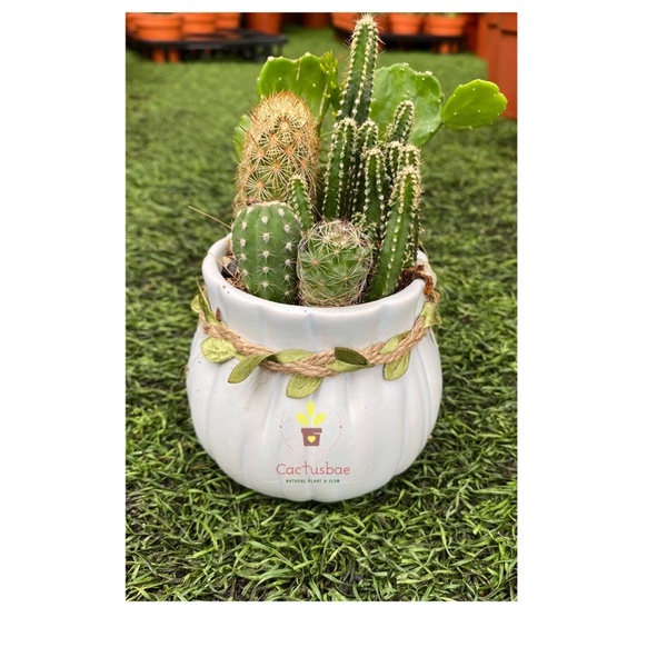 Mixed Cactus (Cactus Bonsai) | Shopee Malaysia
