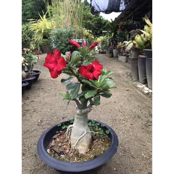THAI ADENIUM VIRAL ( MEDIUM SAIZ ) | Shopee Malaysia