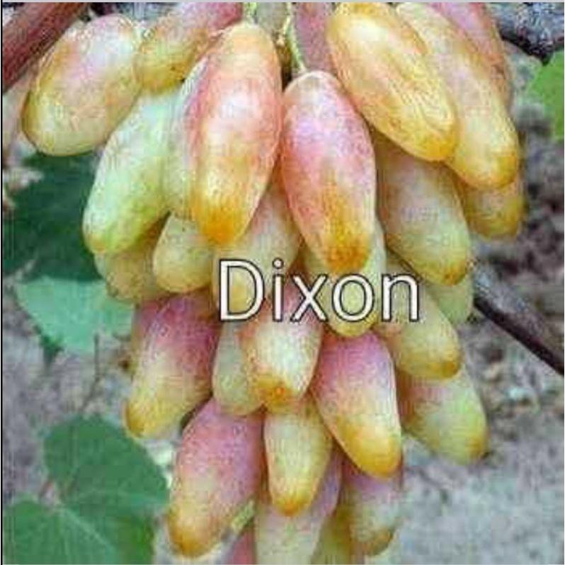 anggur impot variety DIXON buah rasa enak/ anak pokok | Shopee Malaysia