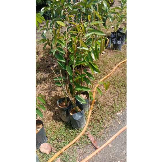 POKOK DURIAN PENO// DURIAN BATU LAUT // SAIZ M - Clear stock | Shopee ...