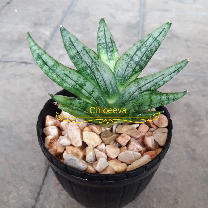 Sansevieria Mini Boncel | Shopee Malaysia
