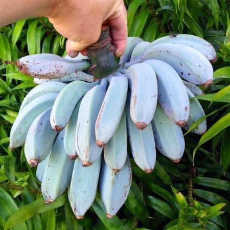 PISANG JAVA BIRU | BLUE JAVA BANANA | PISANG AISKRIM | VARIEGATED ...