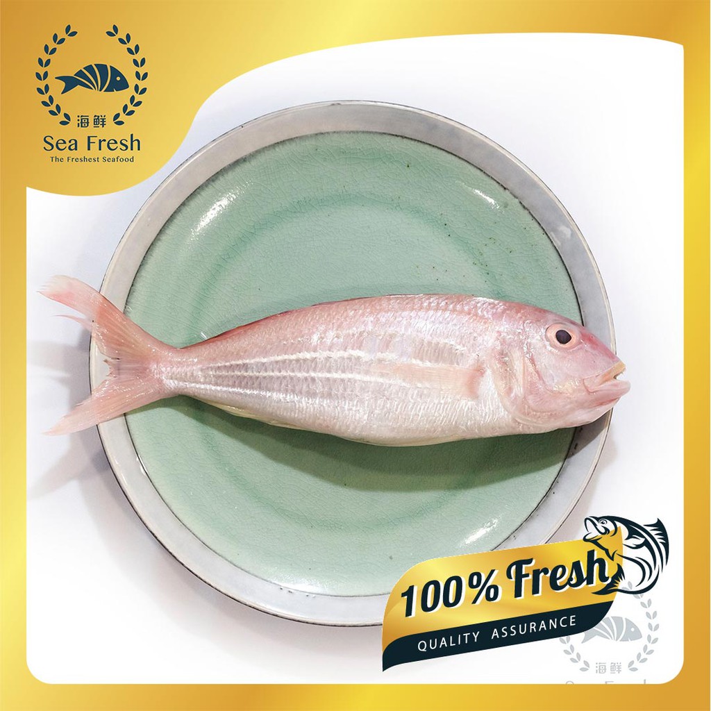 [Sea Fresh] Ikan Kerisi Panjang | Long Bream Fish | Fresh Frozen ...