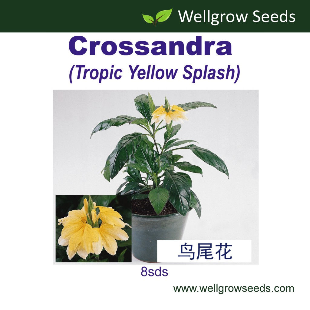 Crossandra Tropic Yellow Splash (8sds) 鸟尾花：热带系列（黄斑) Firecracker Flower ...