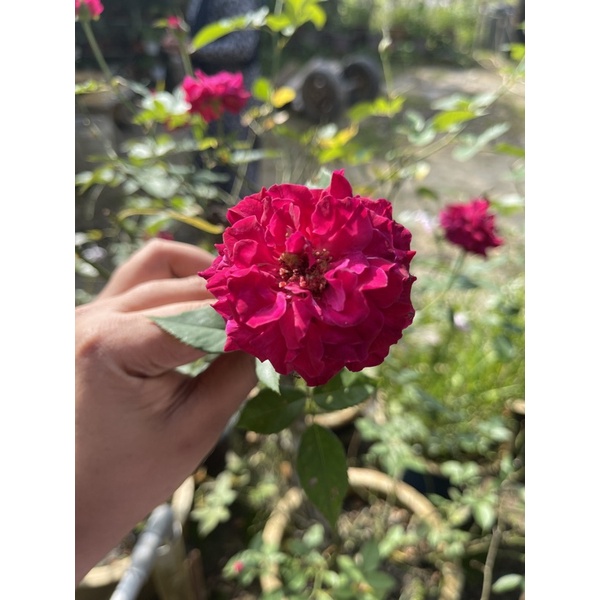 Pokok Bunga Ros Klasik Merah Menyala Cantik Wangi | Shopee Malaysia